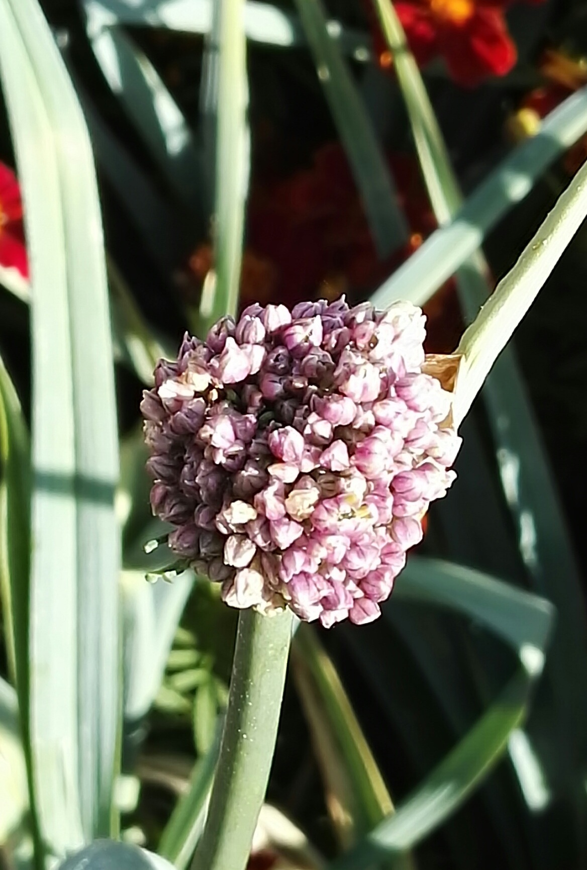 Il fiore del porro – L'orto dei bambini